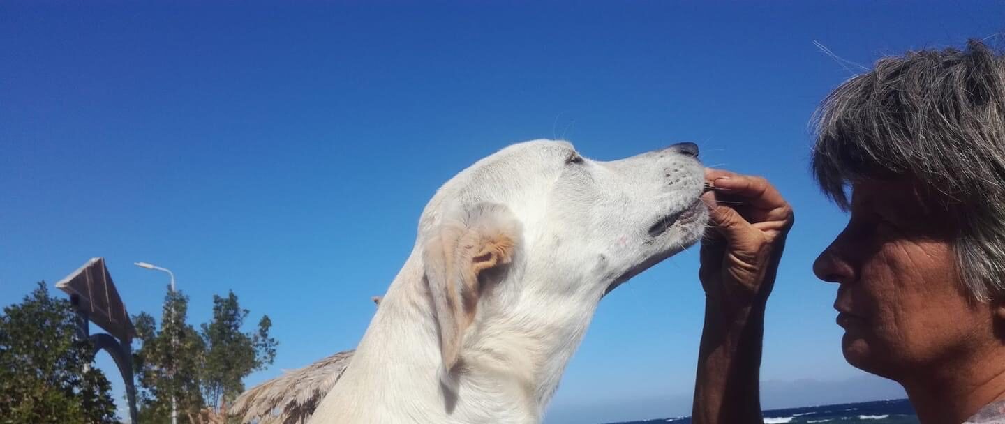 Feeding Friends - Stichting Zwerfdieren in Dahab